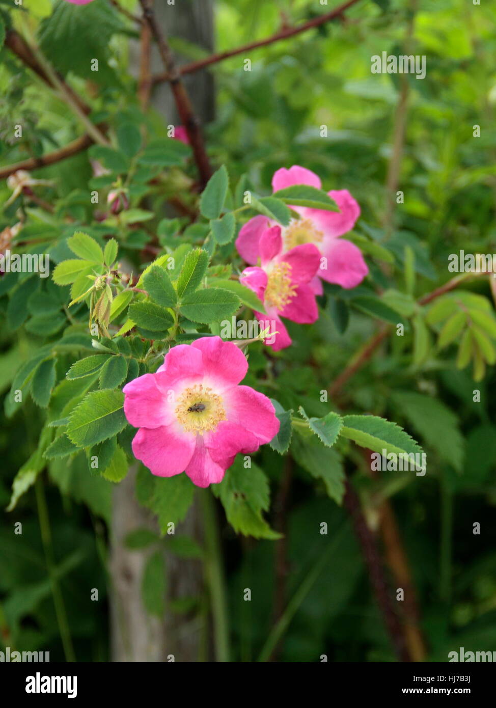 environment, enviroment, flower, plant, rose, bloom, blossom, flourish ...