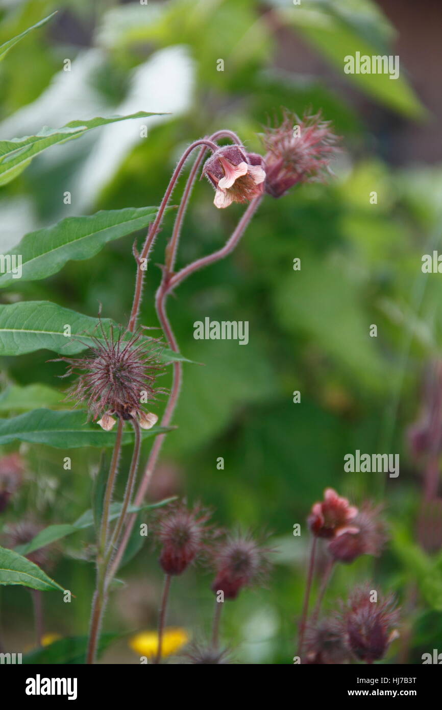 environment, enviroment, flower, plant, bloom, blossom, flourish ...