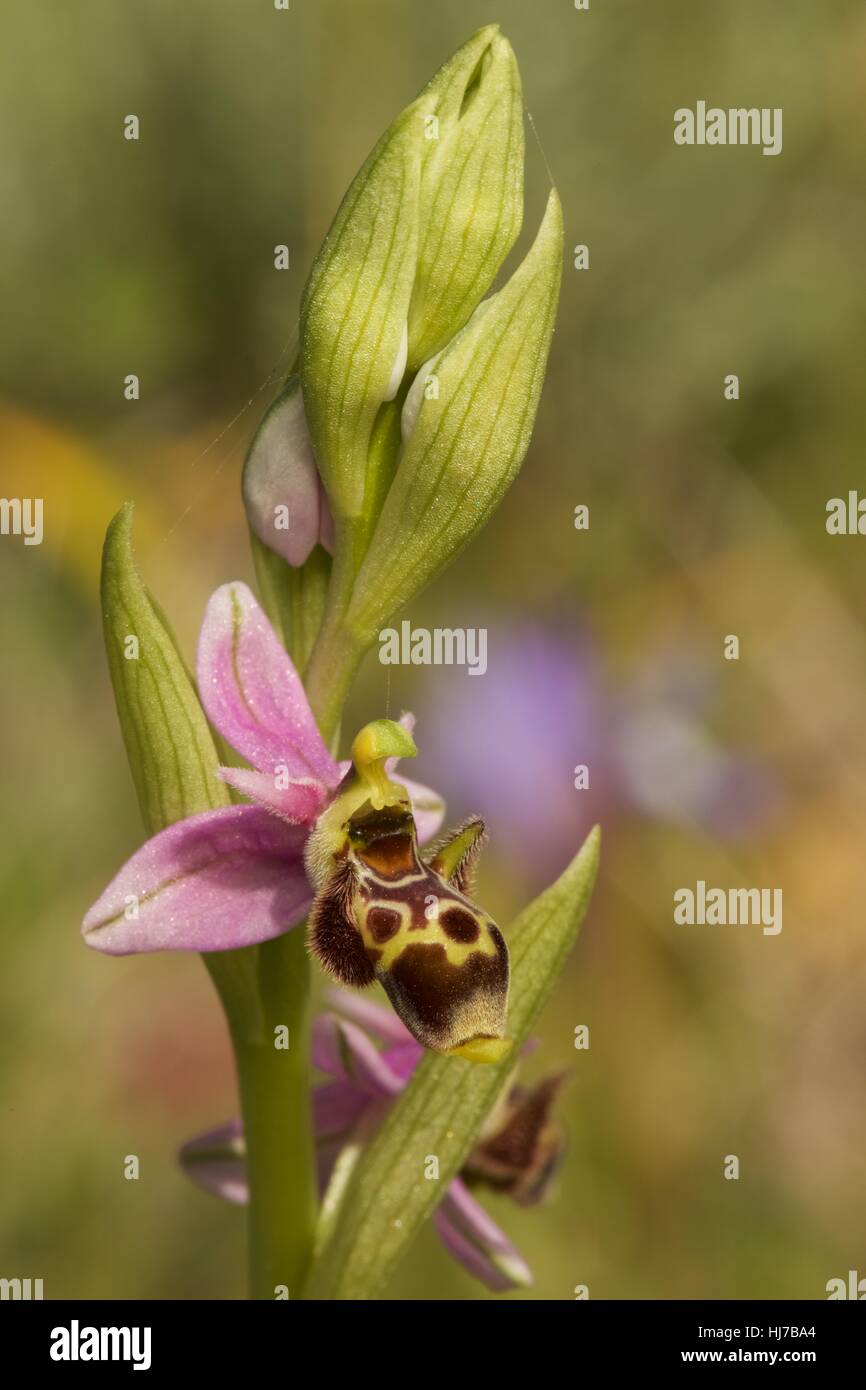Ophrys scolopax ssp orientalis hi-res stock photography and images - Alamy
