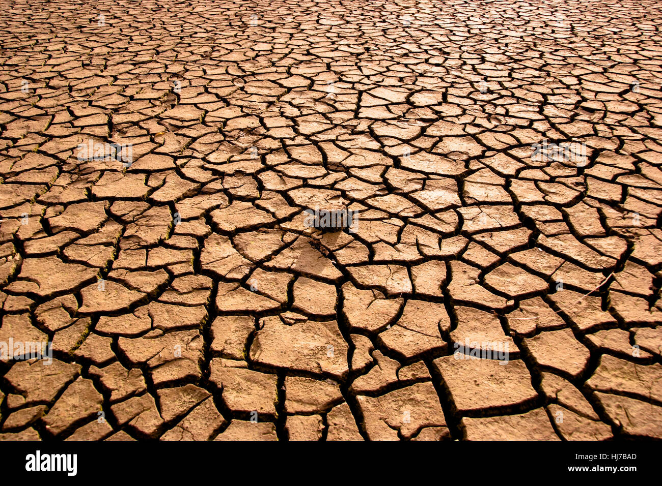 detail, environment, enviroment, closeup, garden, desert, wasteland ...