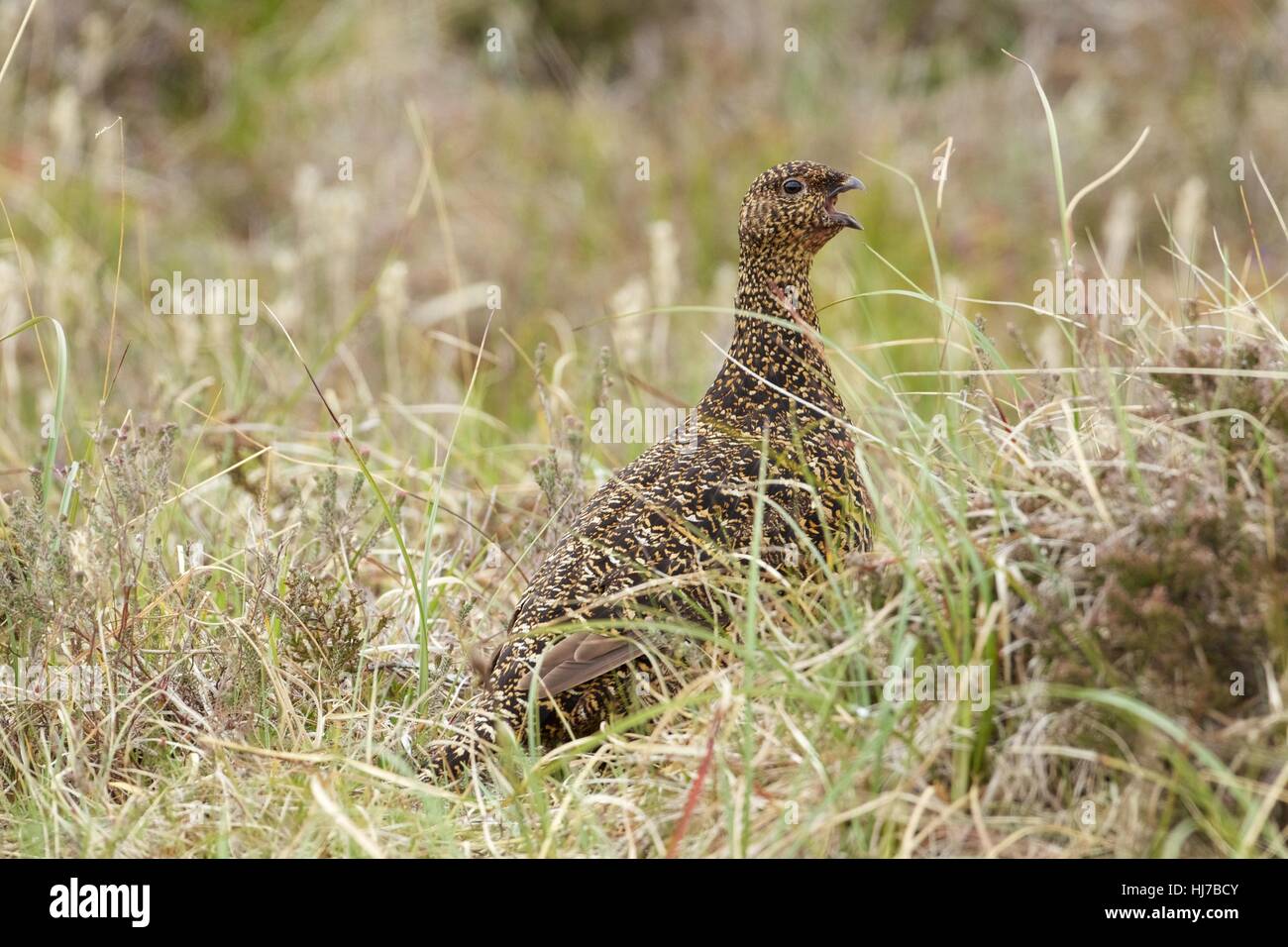 Female Red Grouse calling on moor Stock Photo - Alamy