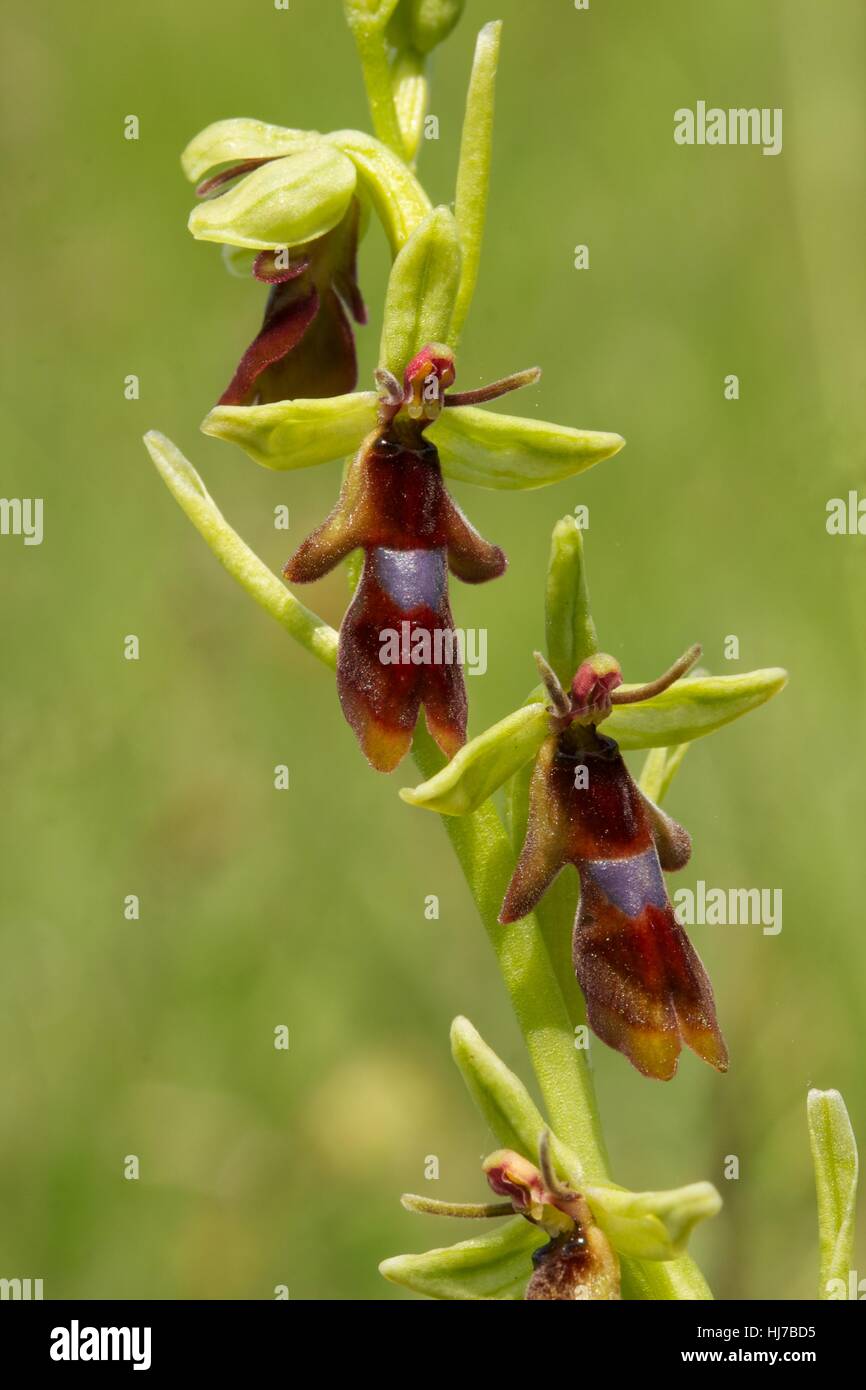 Close-up of Fly Orchid (Ophrys insectifera) flowers Stock Photo - Alamy