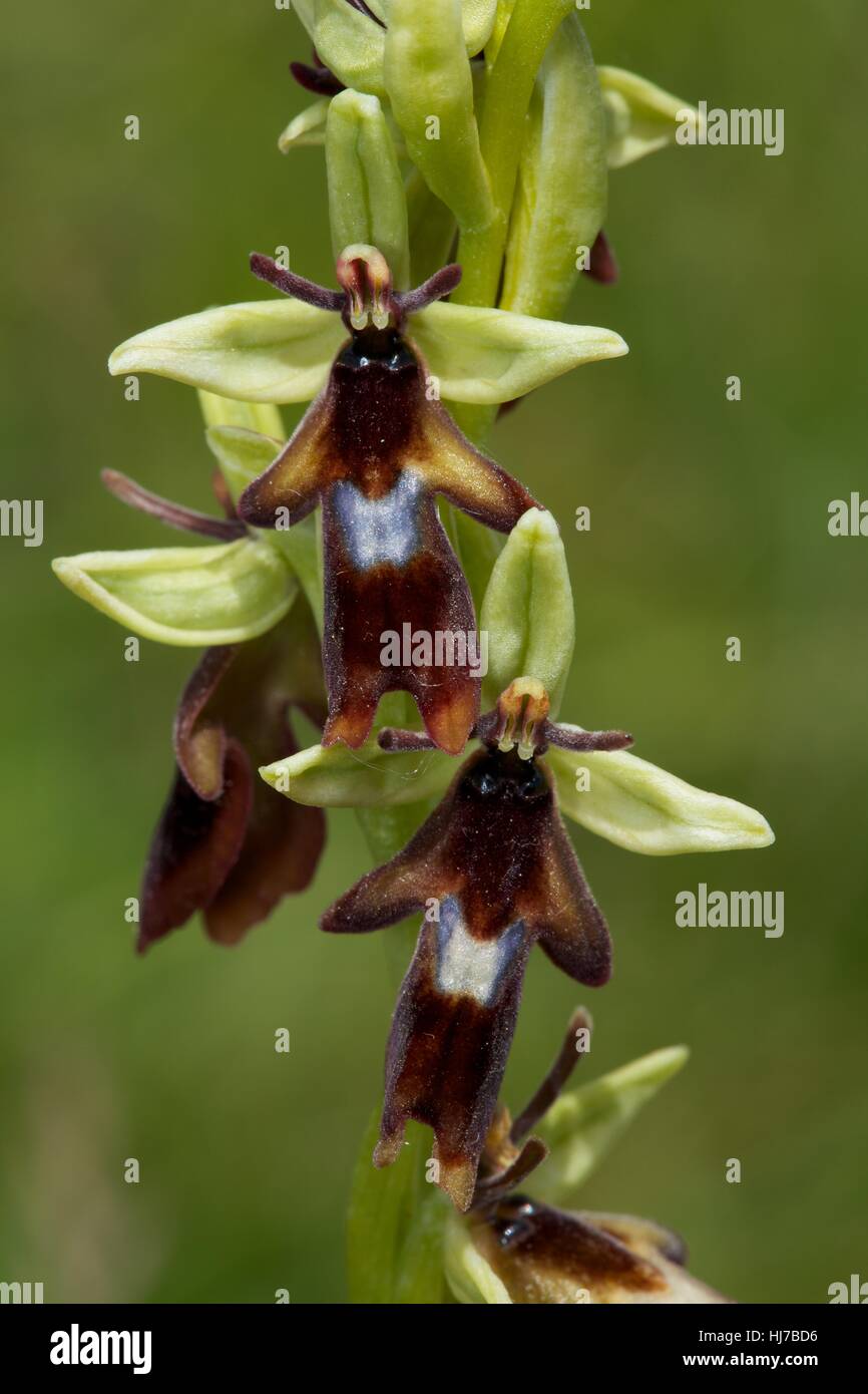 Close-up of Fly Orchid (Ophrys insectifera) flowers Stock Photo - Alamy