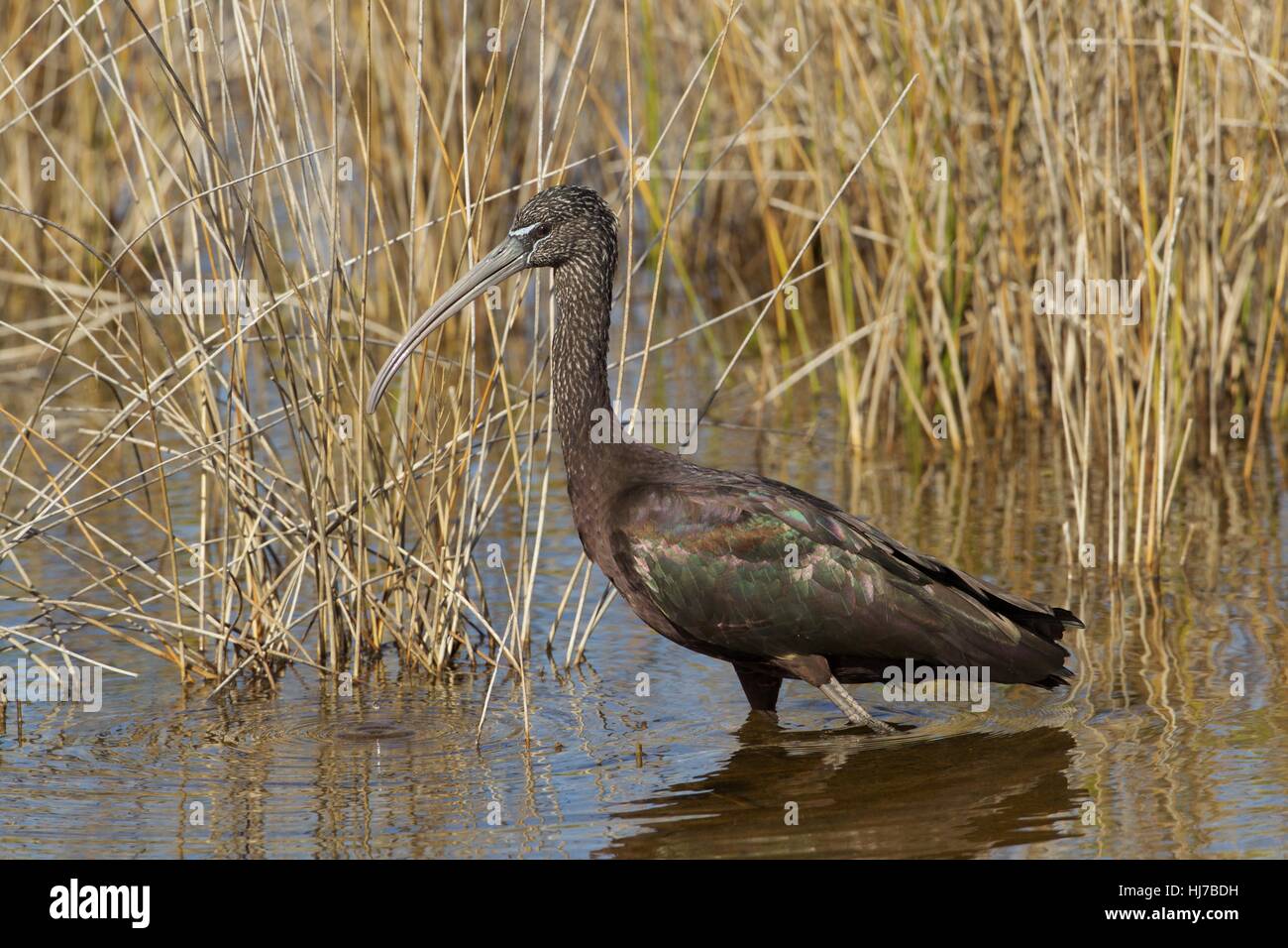 Glossy Ibis in pool Stock Photo - Alamy