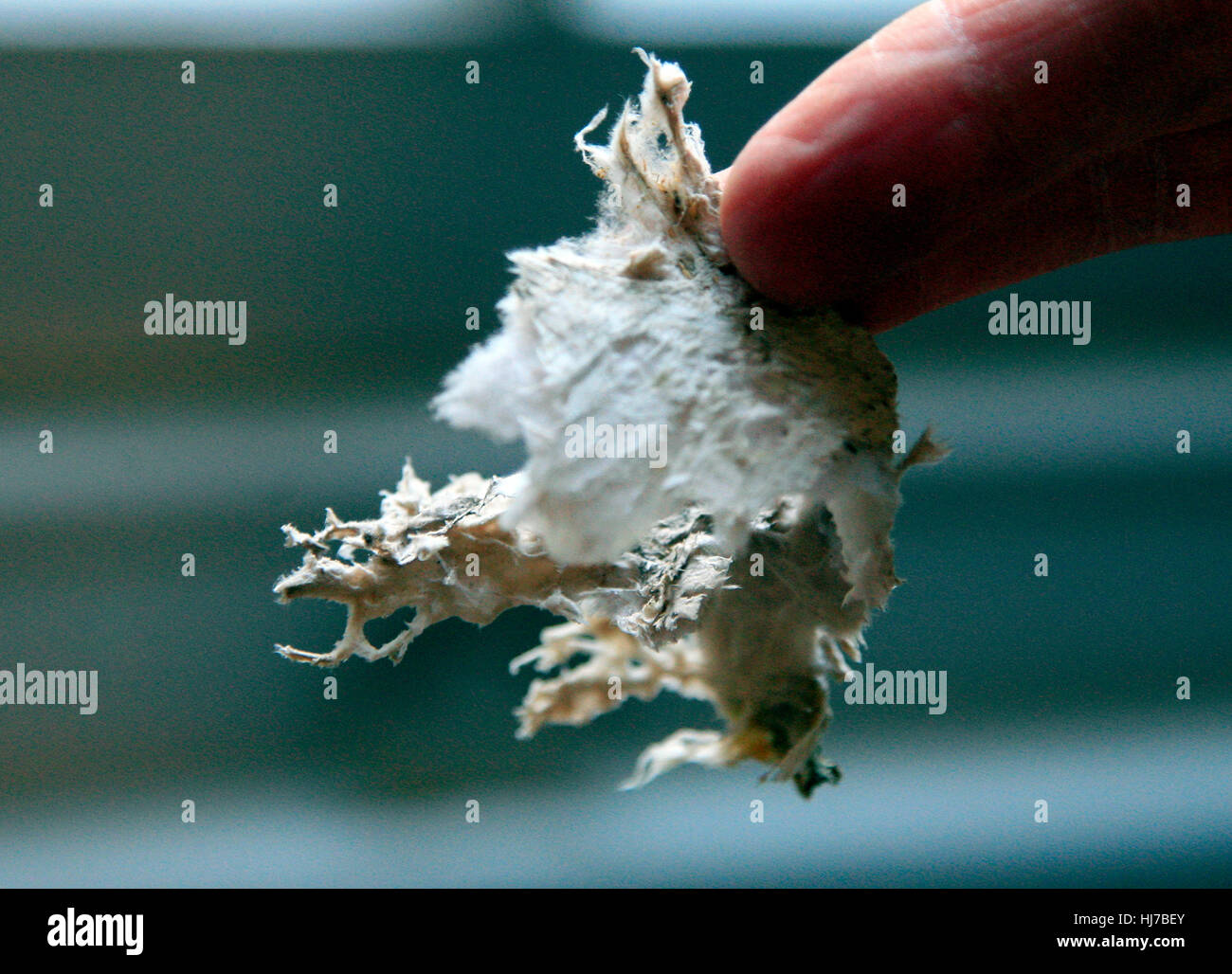 Dry rot mycelium removed from timber under floorboards is seen in a ...