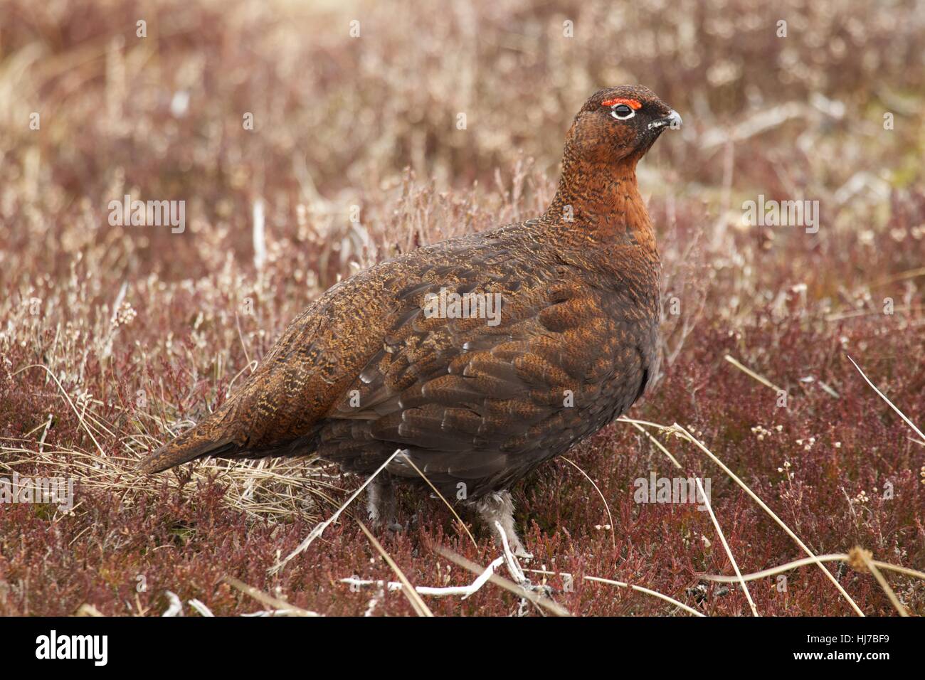 Male Red Grouse on heather moor Stock Photo - Alamy
