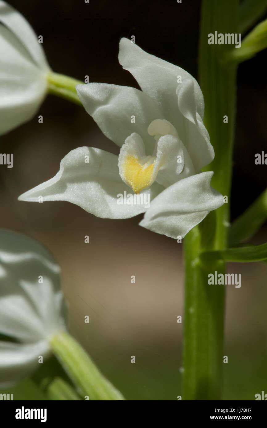 Sword-leaved helleborine orchid flower (Cephalanthera longifolia) close ...