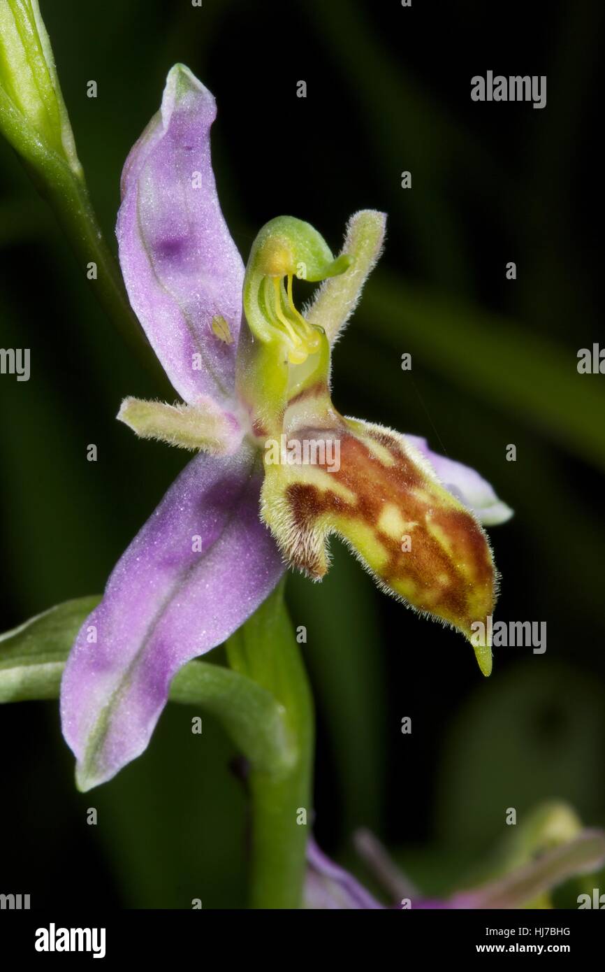 Wasp orchid hi-res stock photography and images - Alamy