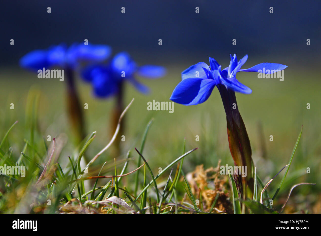 Rare alpine flora hi-res stock photography and images - Alamy