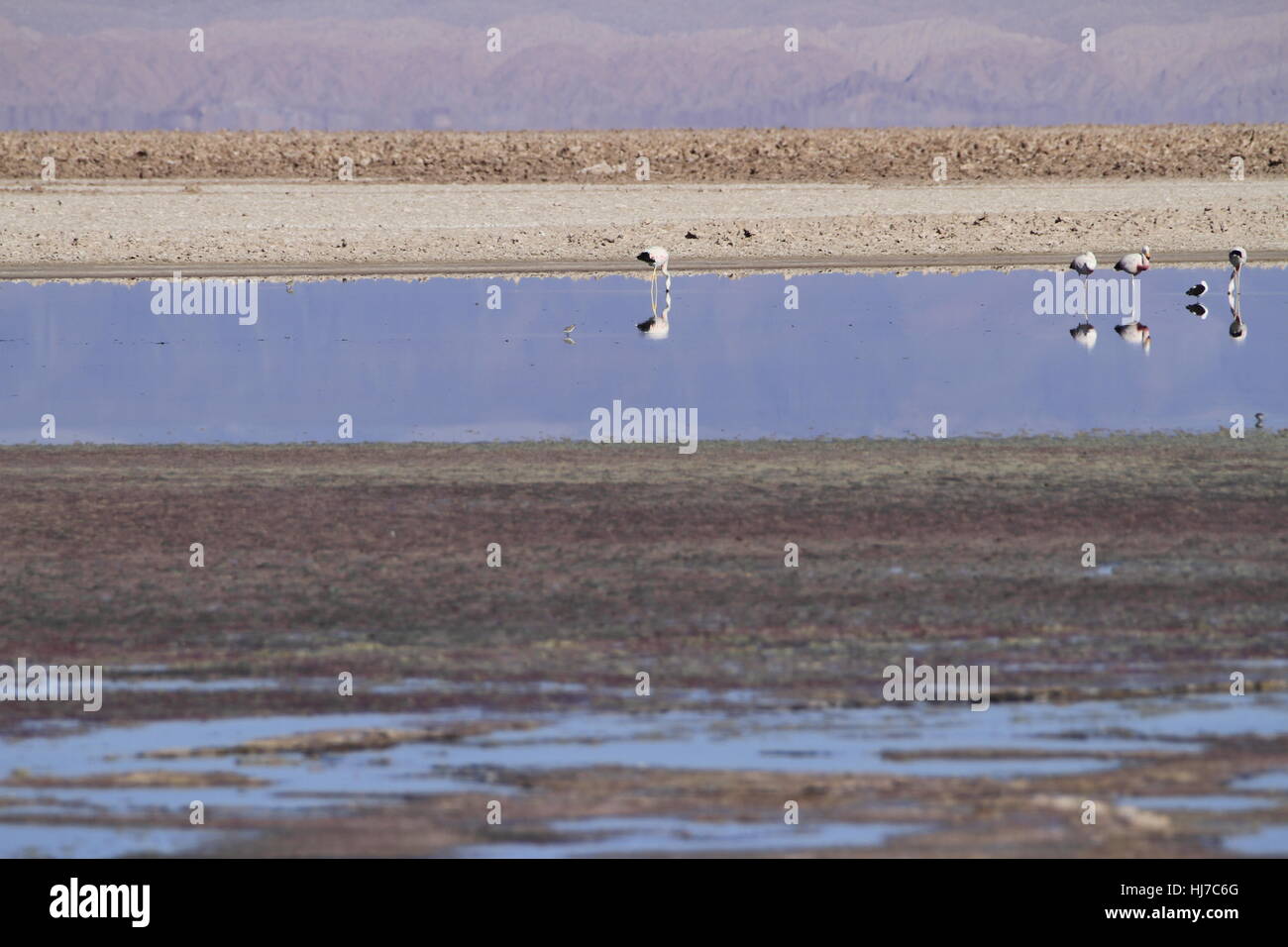 blue, salt, bird, green, america, oasis, south, chile, mud, sight, view ...