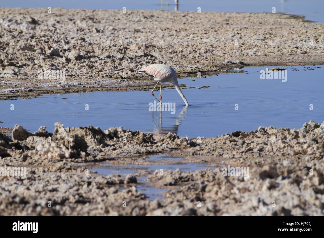 blue, salt, bird, green, america, oasis, south, chile, mud, sight, view ...