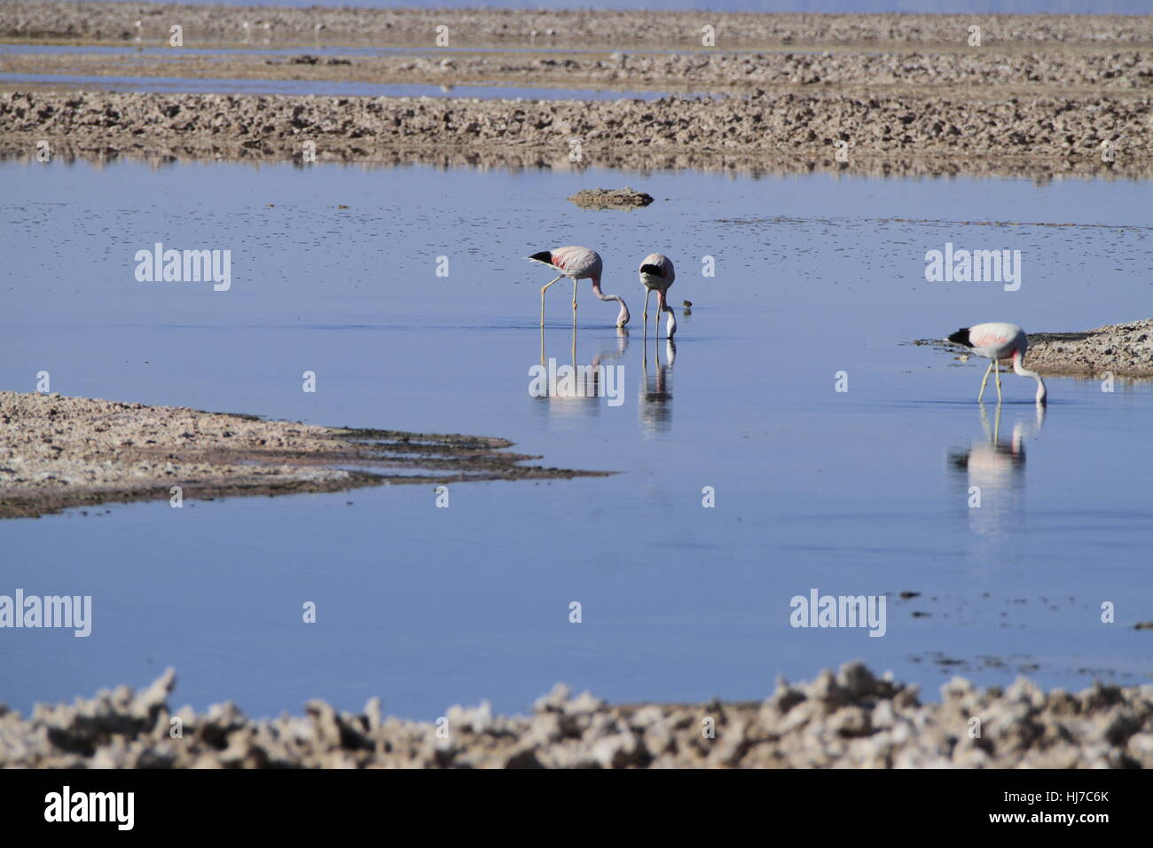 blue, salt, bird, green, america, oasis, south, chile, mud, sight, view ...