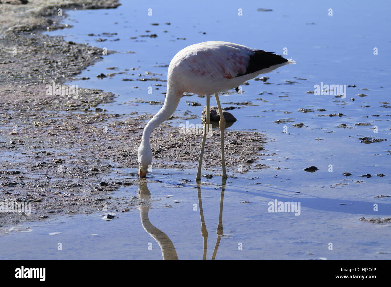 blue, salt, bird, green, america, oasis, south, chile, mud, sight, view ...