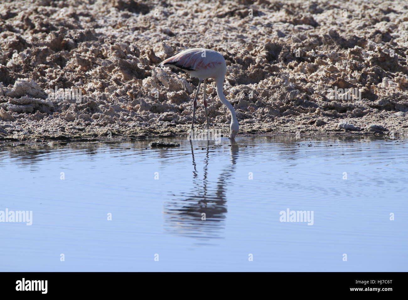 blue, salt, bird, green, america, oasis, south, chile, mud, sight, view ...