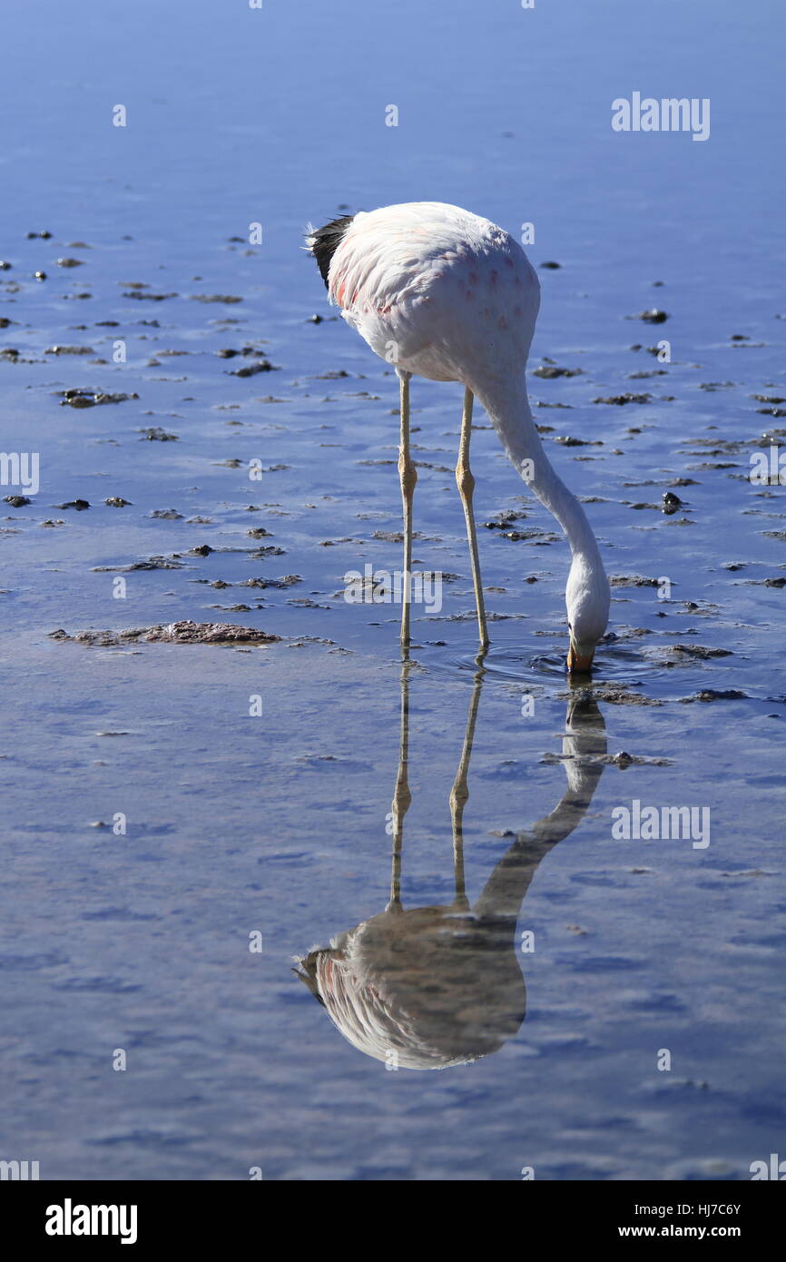 blue, salt, bird, green, america, oasis, south, chile, mud, sight, view ...