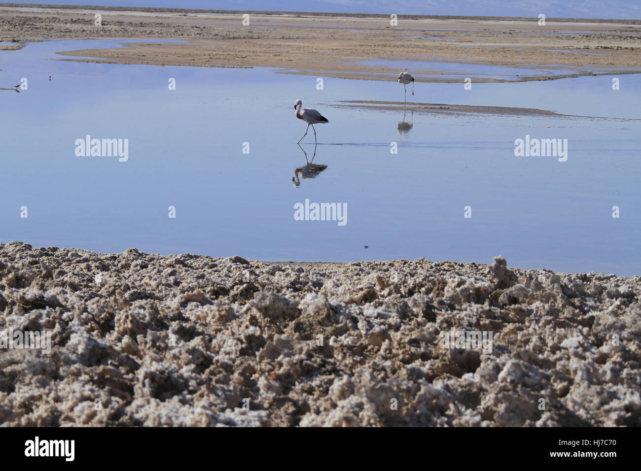 blue, salt, bird, green, america, oasis, south, chile, mud, sight, view ...