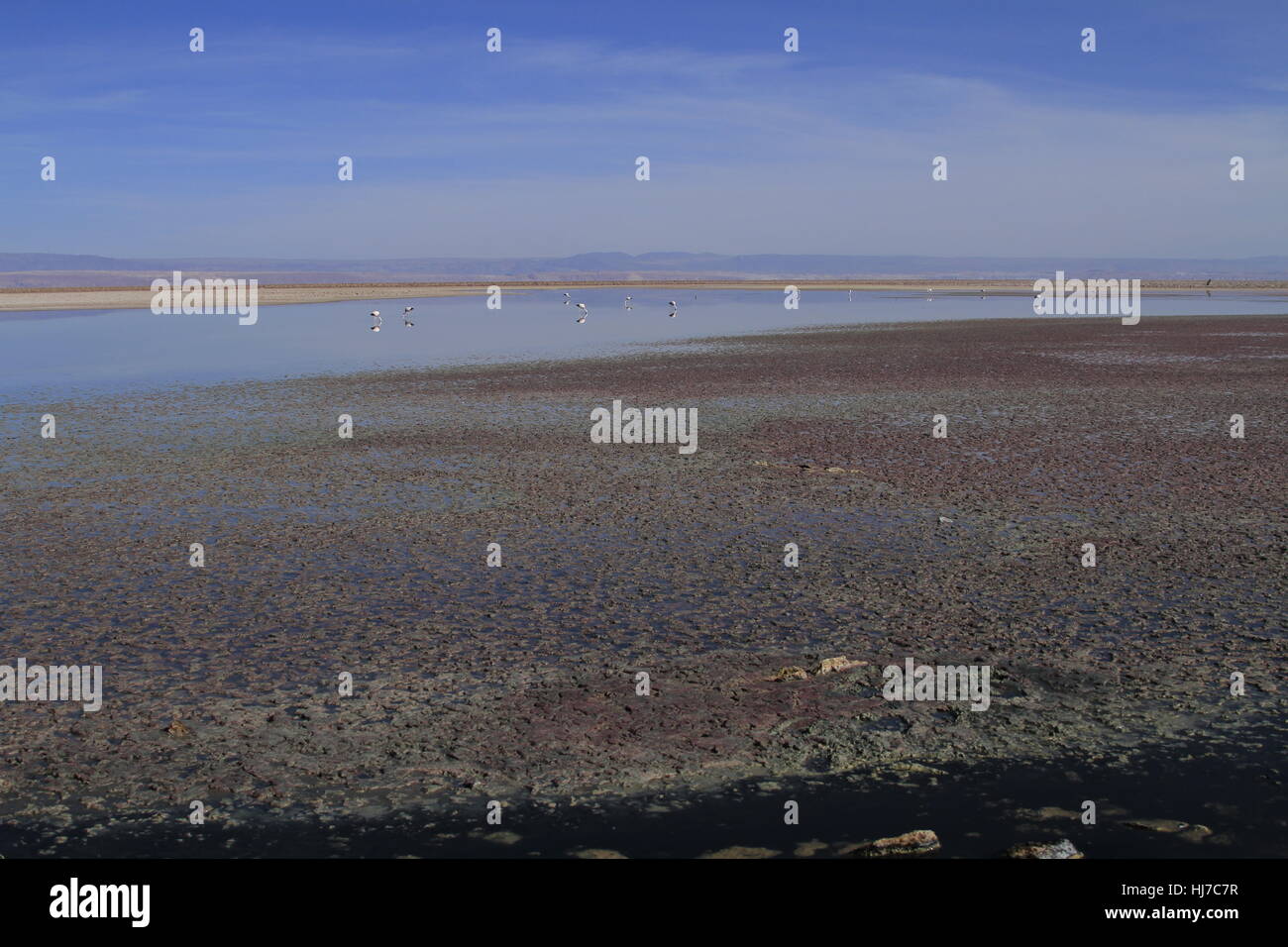 blue, salt, bird, green, america, oasis, south, chile, mud, sight, view ...