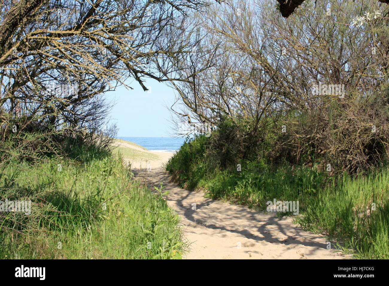 beach, seaside, the beach, seashore, pines, path, way, salt water, sea ...