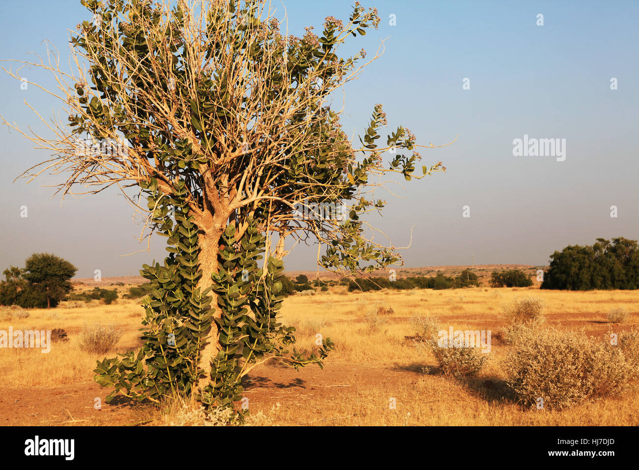 desert, wasteland, drought, water shortage, drought, deserted, water ...