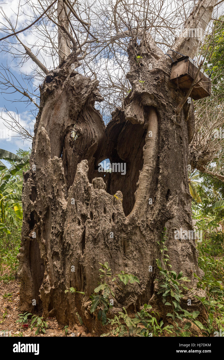 Old and hollow thick Baobab on Uzi Island with beehive, Uzi Island ...