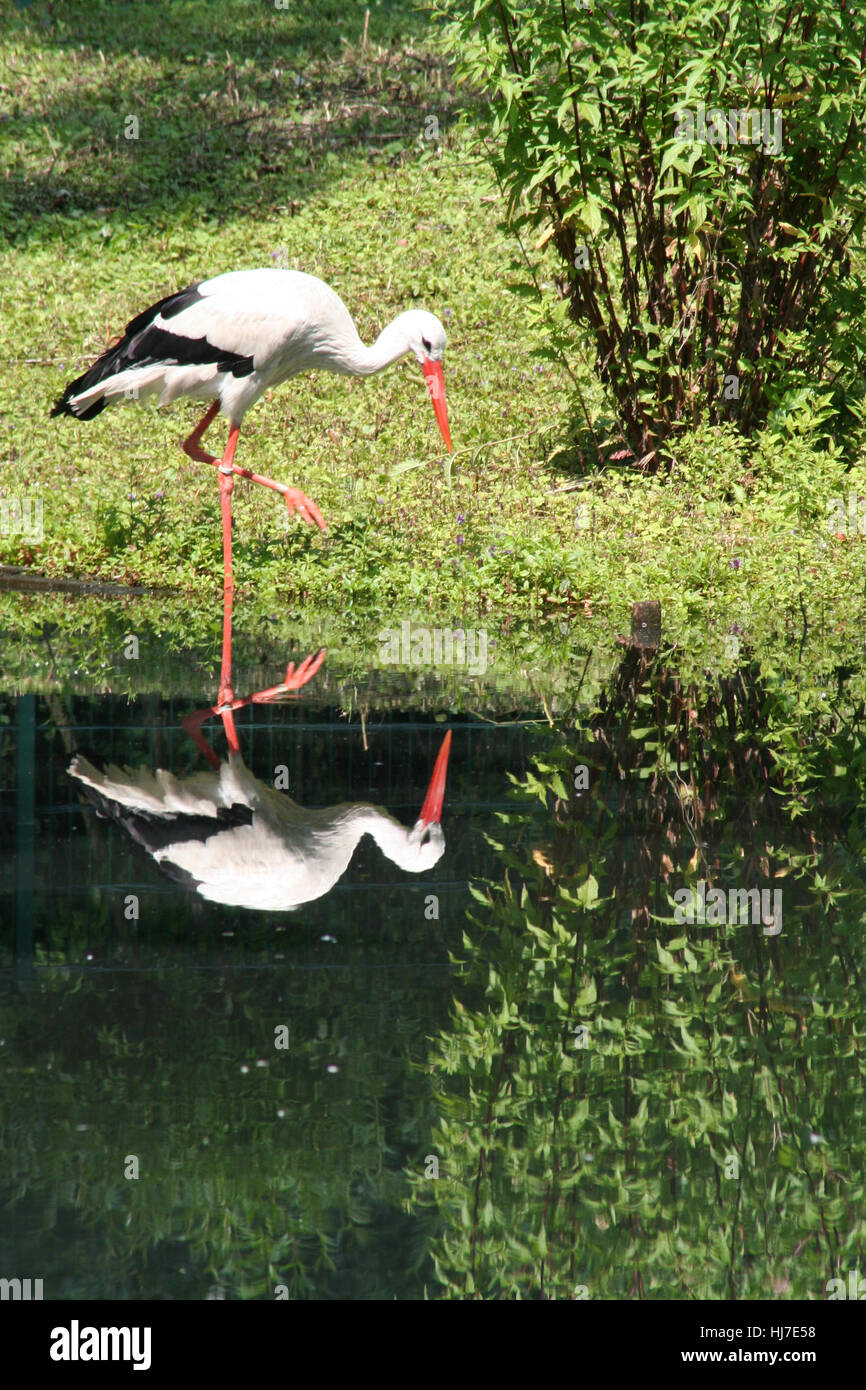 animal, mirroring, stork, cub, baby, water, nature, animal, mirroring ...