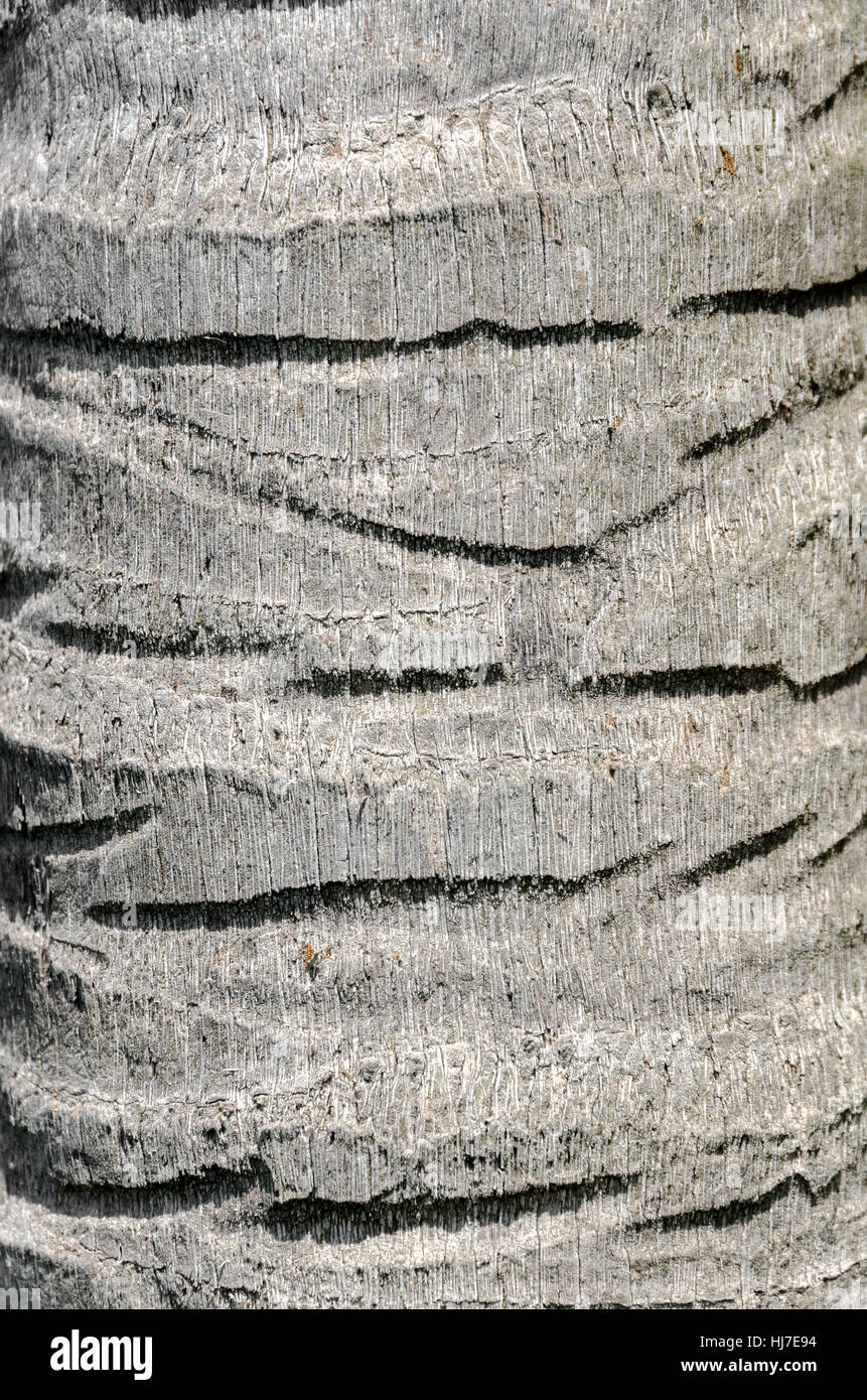 wood, trunk, palm, backdrop, background, nature, texture, light, tree ...