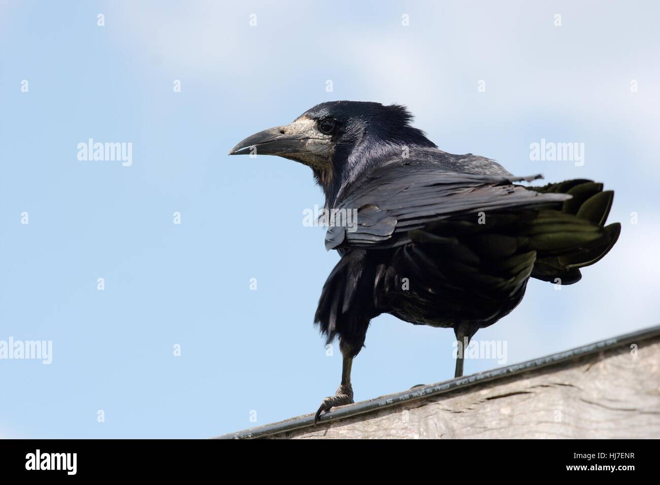 animal, bird, wild, black, swarthy, jetblack, deep black, wildlife ...