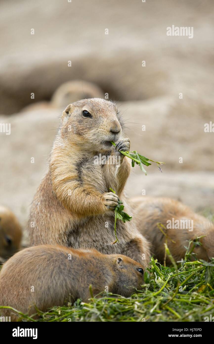 Black-tailed prairie dog eating Stock Photo - Alamy