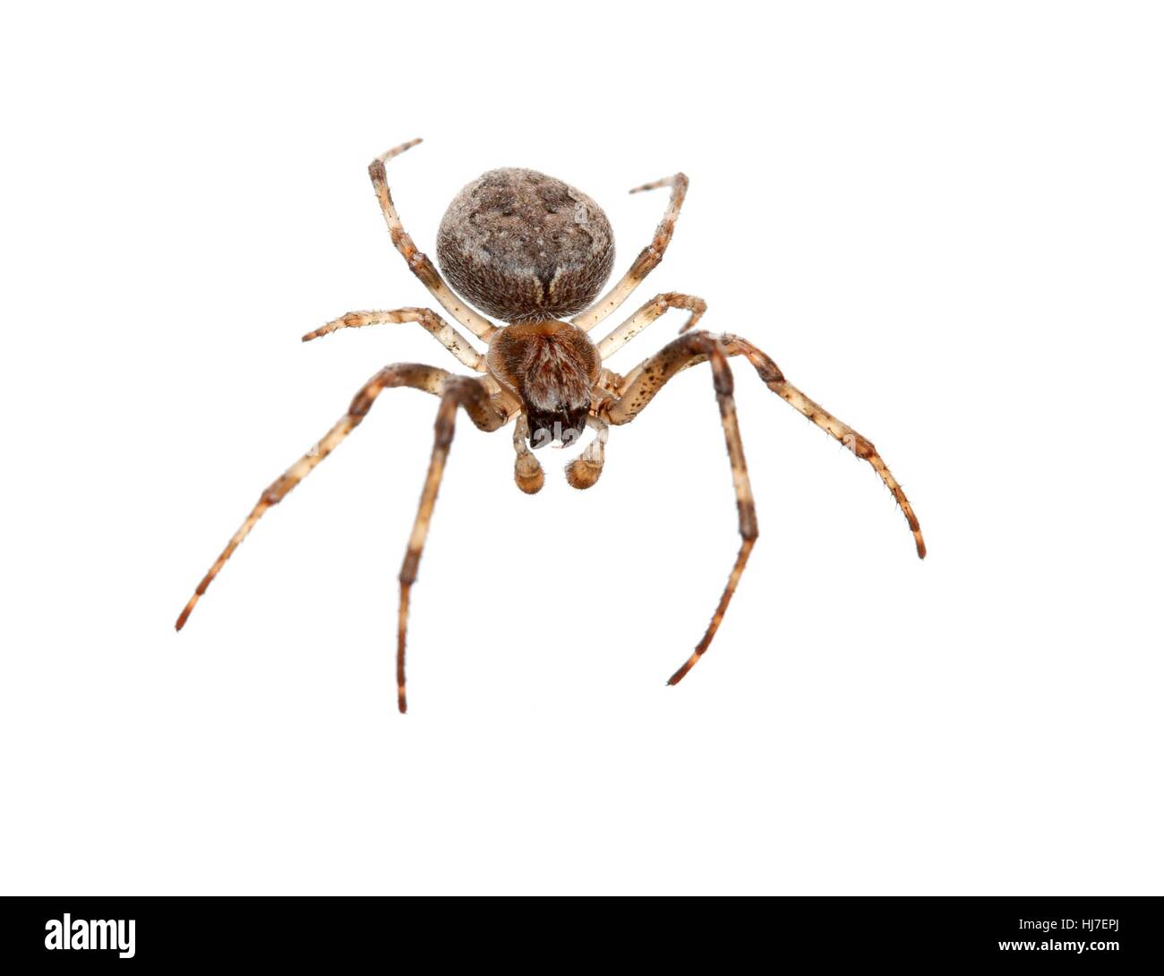 Cross spider isolated on white background Stock Photo - Alamy