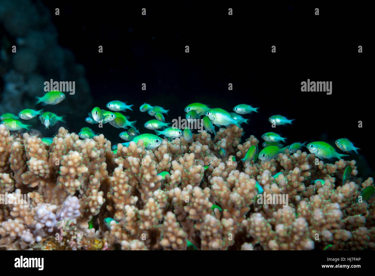 fish, underwater, egypt, dive, reef, water, blue, shine, shines, bright ...