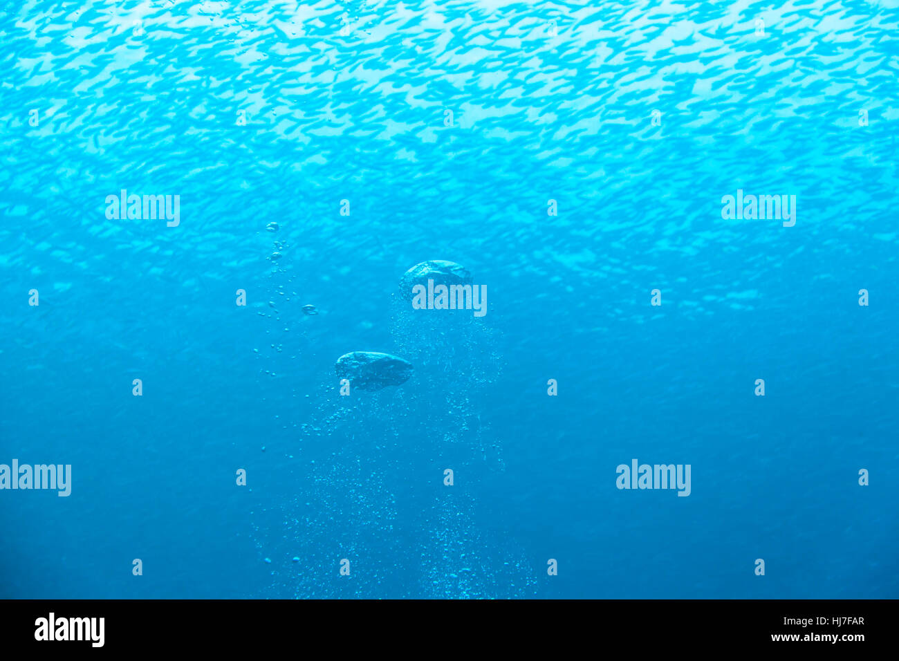 fish, underwater, egypt, dive, reef, water, blue, shine, shines, bright ...