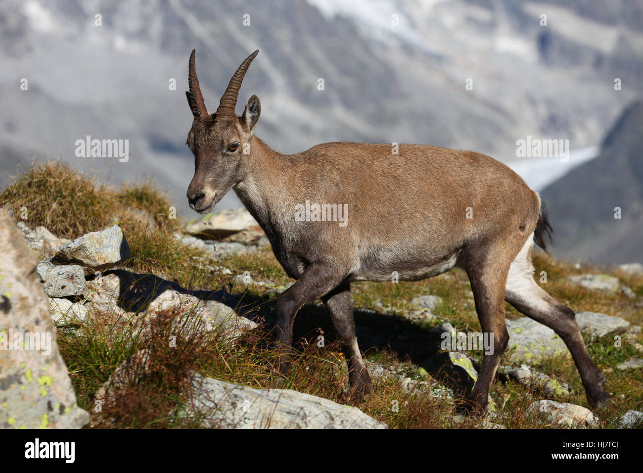 mammal, alps, mountain, mammal, brown, brownish, brunette, fauna, alps ...
