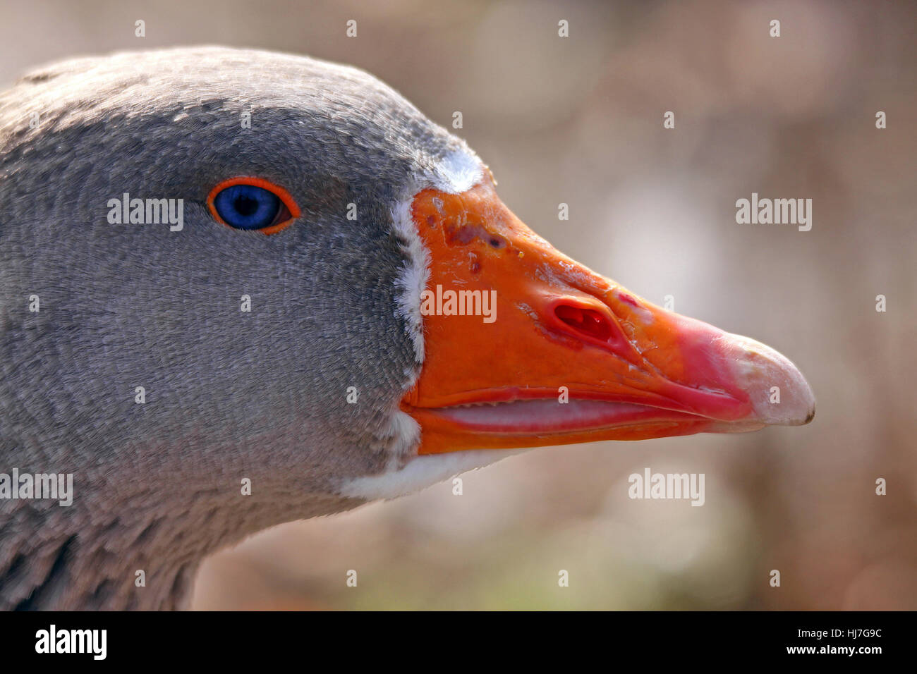portrait, beak, goose, beaks, head, blue, bird, portrait, eye, organ ...