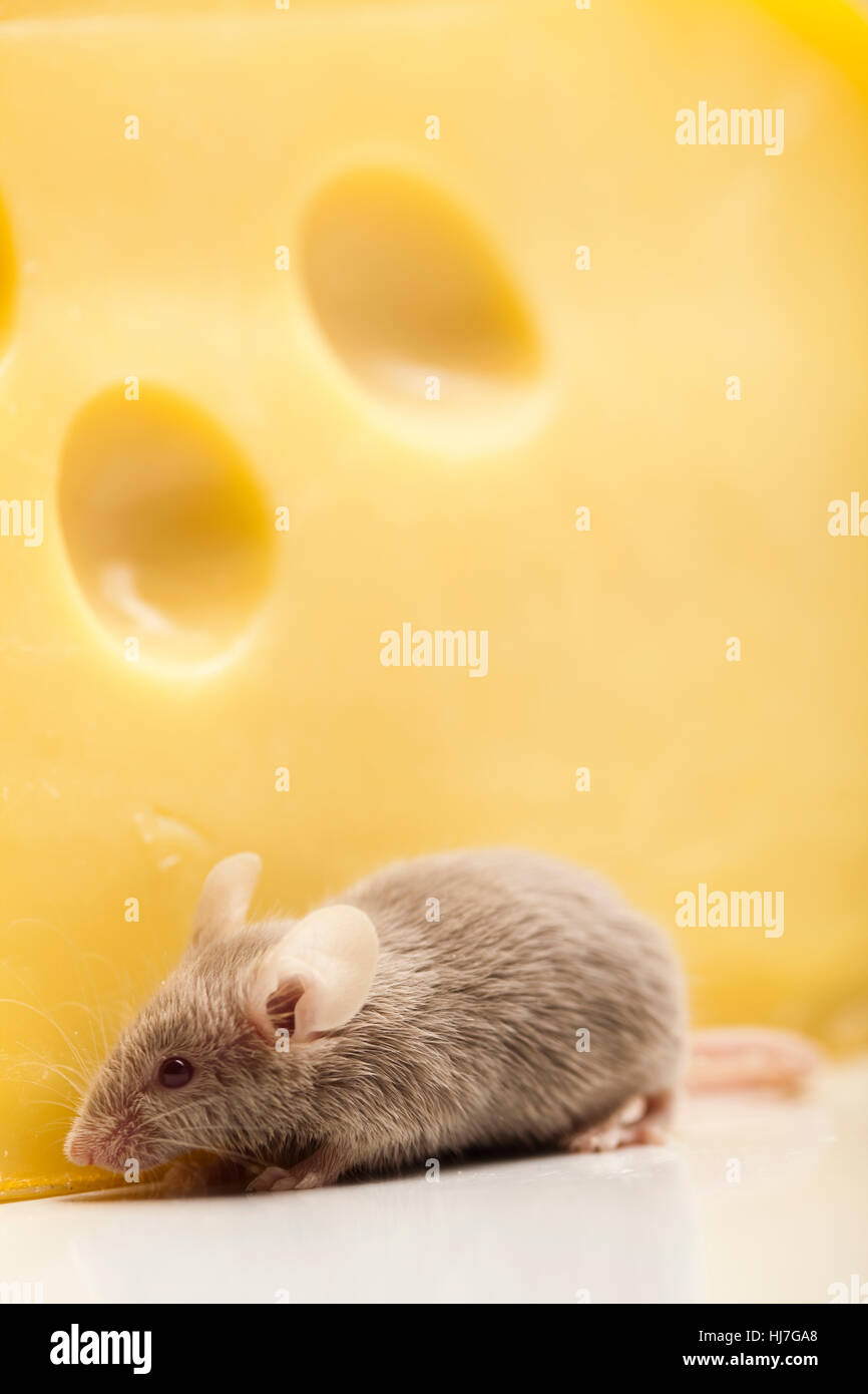 food, aliment, animal, pet, mouse, cheese, funny, rat, furry, close ...