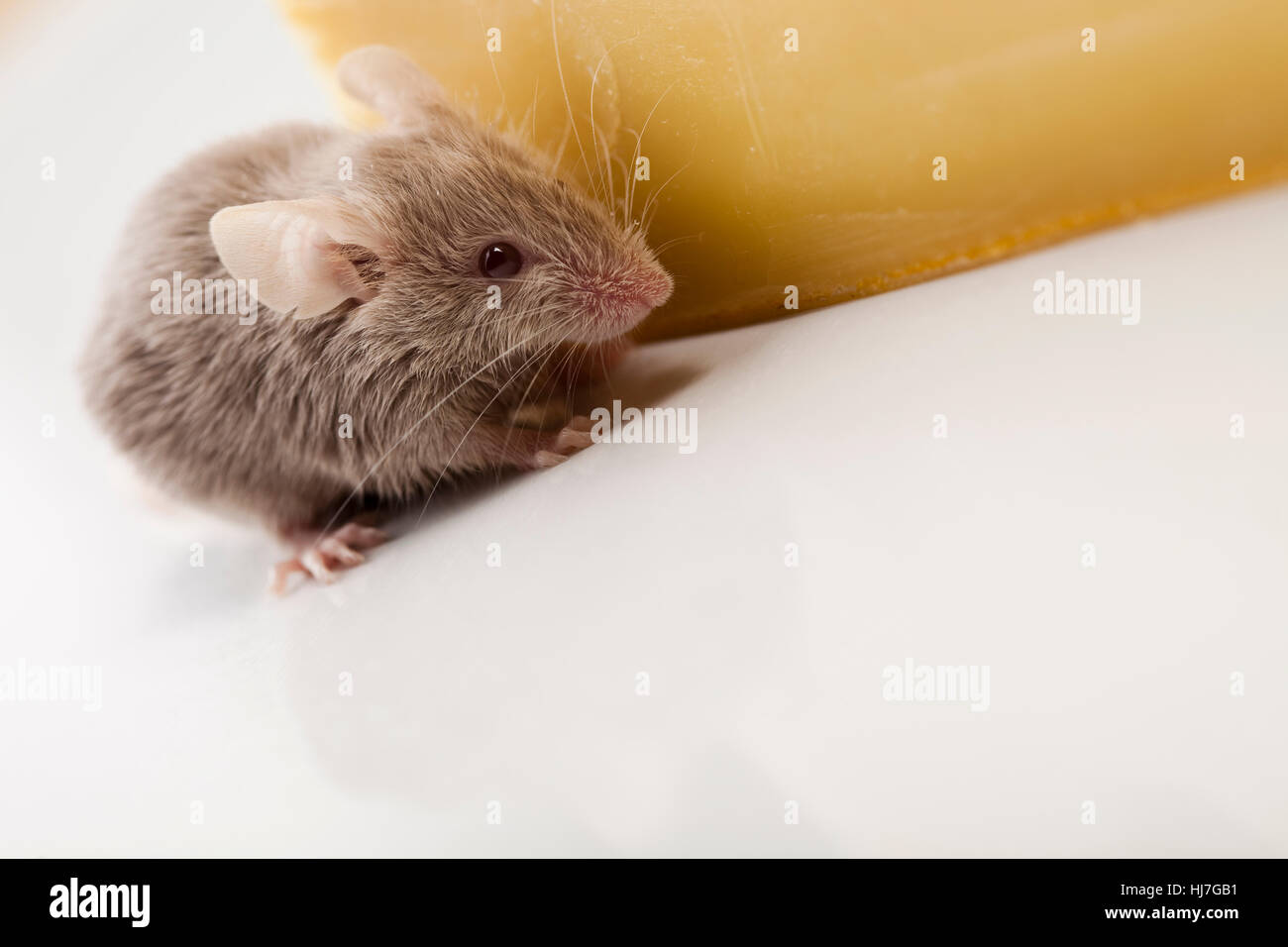 food, aliment, animal, pet, mouse, cheese, funny, rat, furry, close ...