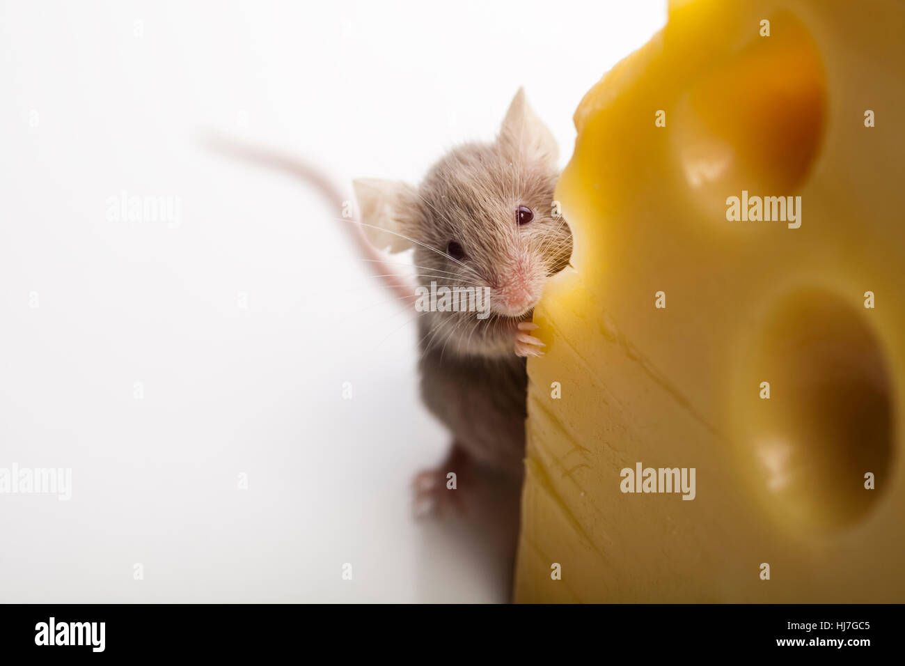 food, aliment, animal, pet, mouse, cheese, funny, rat, furry, close ...