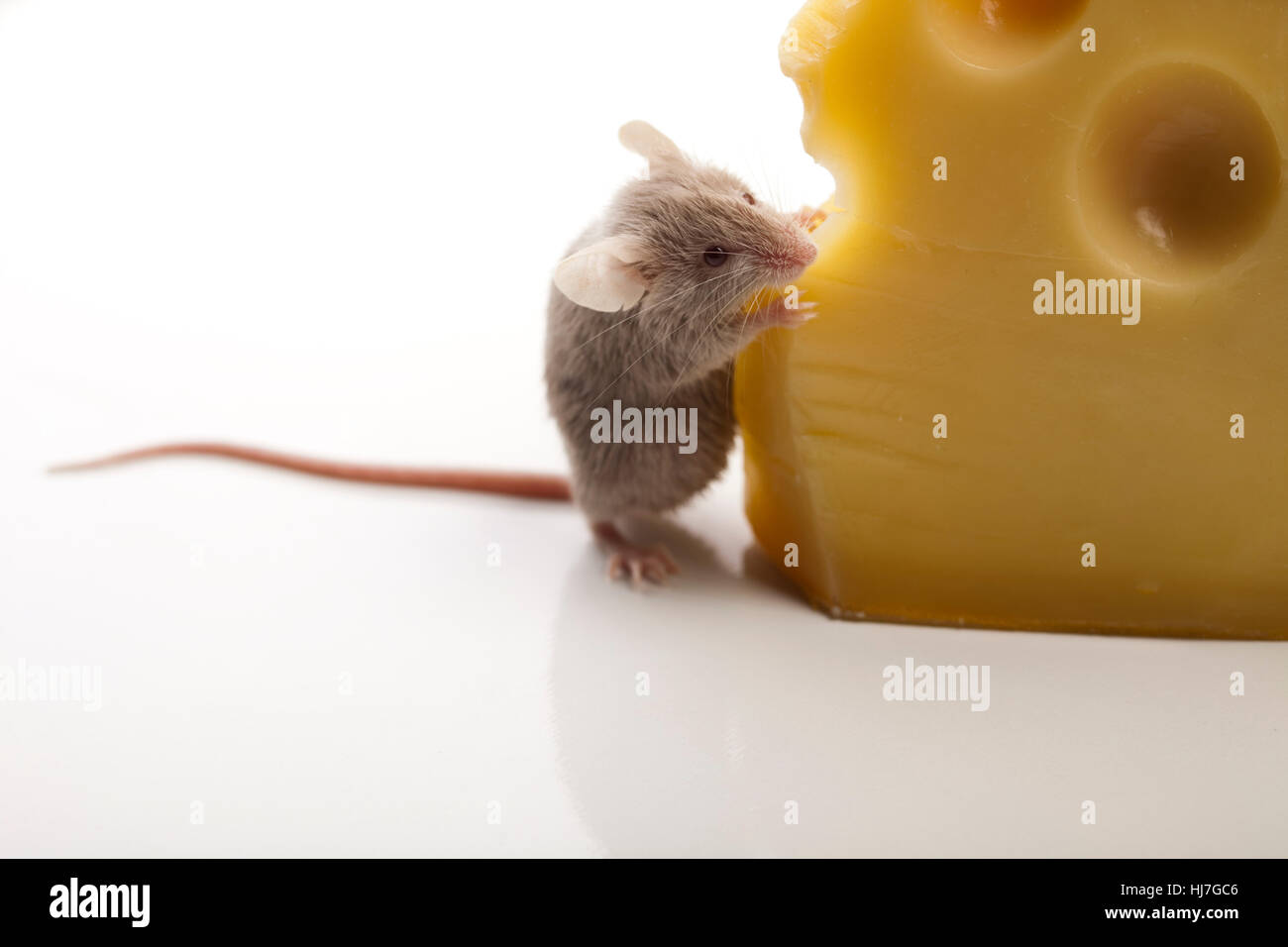 food, aliment, animal, pet, mouse, cheese, funny, rat, furry, close ...