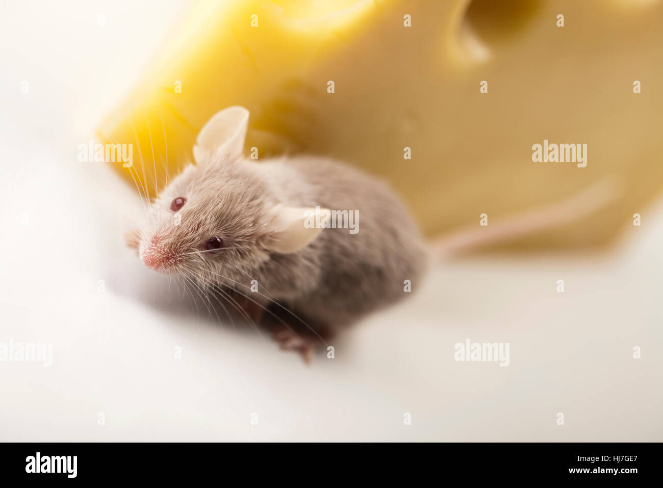 food, aliment, animal, pet, mouse, cheese, funny, rat, furry, close ...