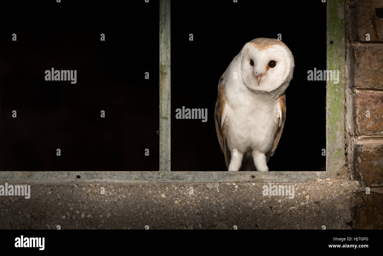 bird, brown, brownish, brunette, night, nighttime, hunter, face ...