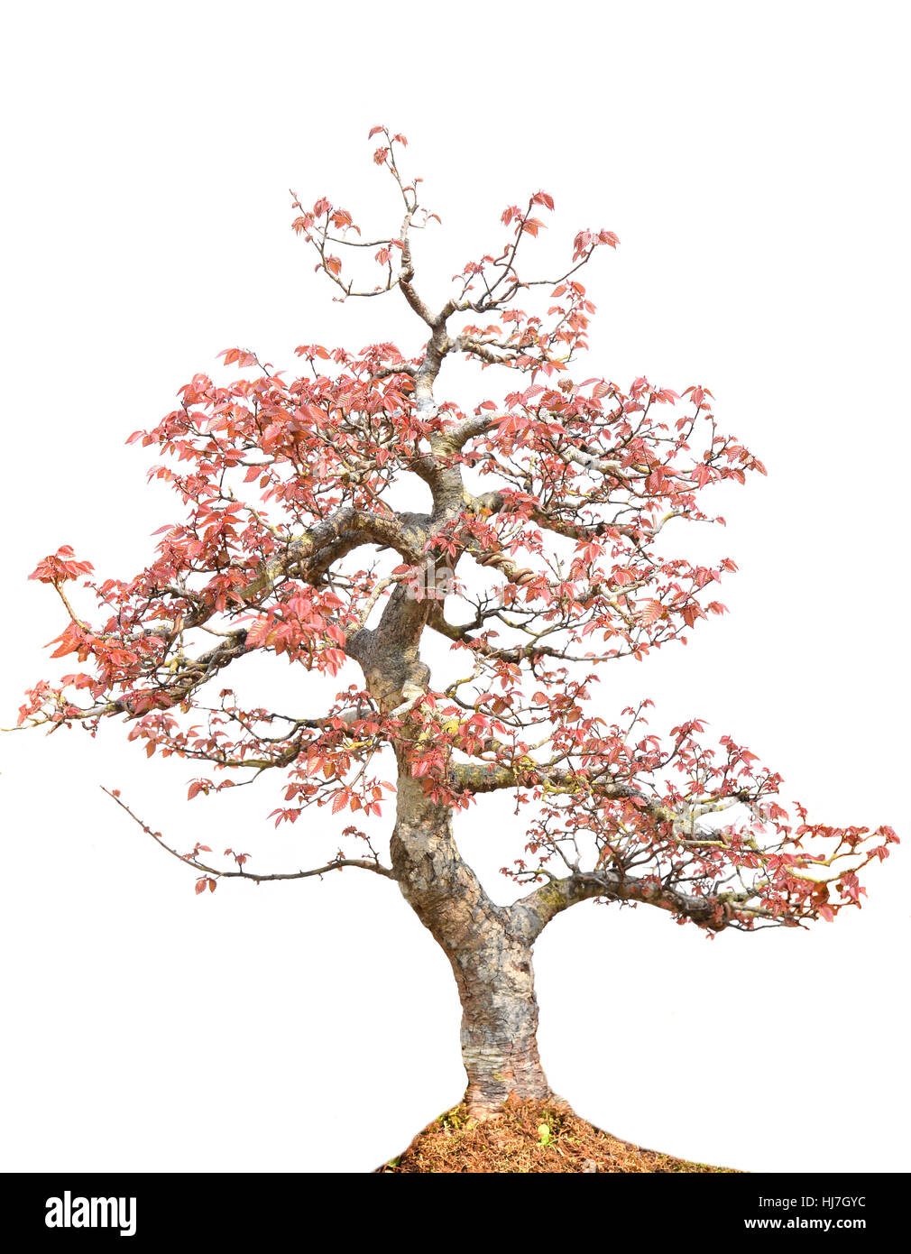 beautiful, beauteously, nice, leaf, art, isolated, tree, garden, trunk ...