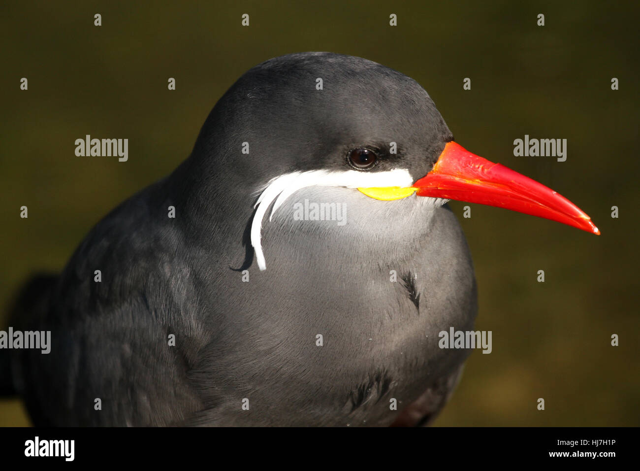 bird, portrait, birds, south america, periled, sea swallow, bird ...