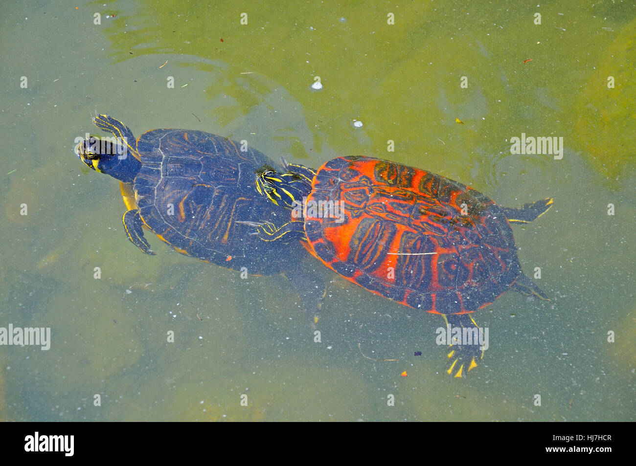 Freshwater Pest High Resolution Stock Photography and Images - Alamy