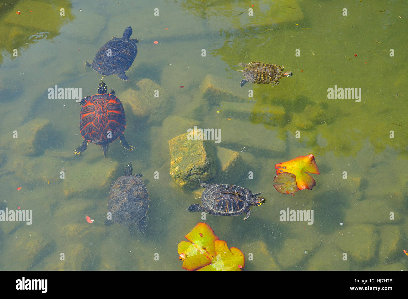 Freshwater turtles hi-res stock photography and images - Alamy