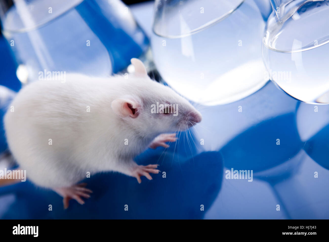 science, animal, laboratory, chemistry, biology, rat, biotechnology ...