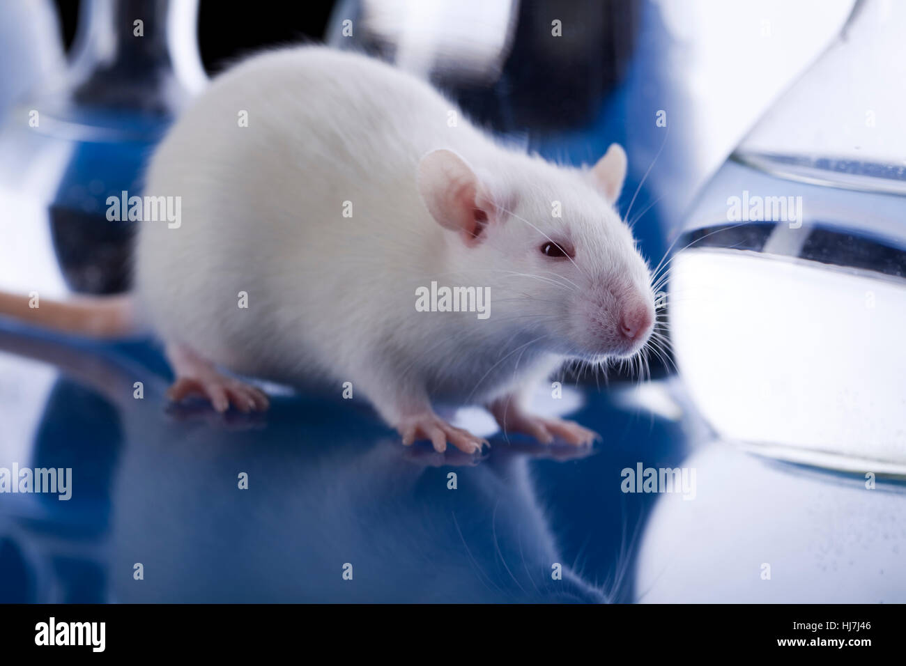 science, animal, laboratory, chemistry, biology, rat, biotechnology ...