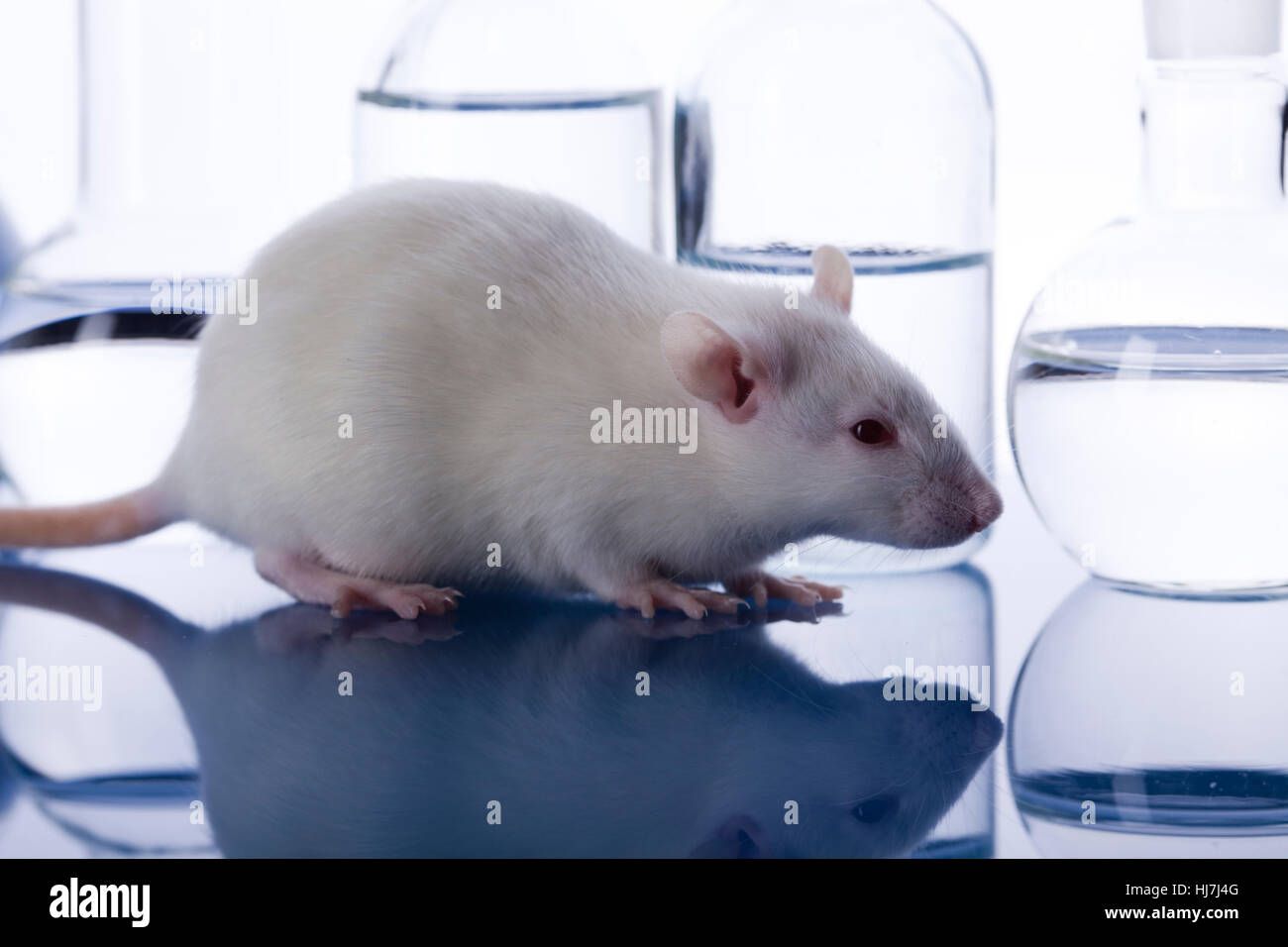science, animal, laboratory, chemistry, biology, rat, biotechnology ...