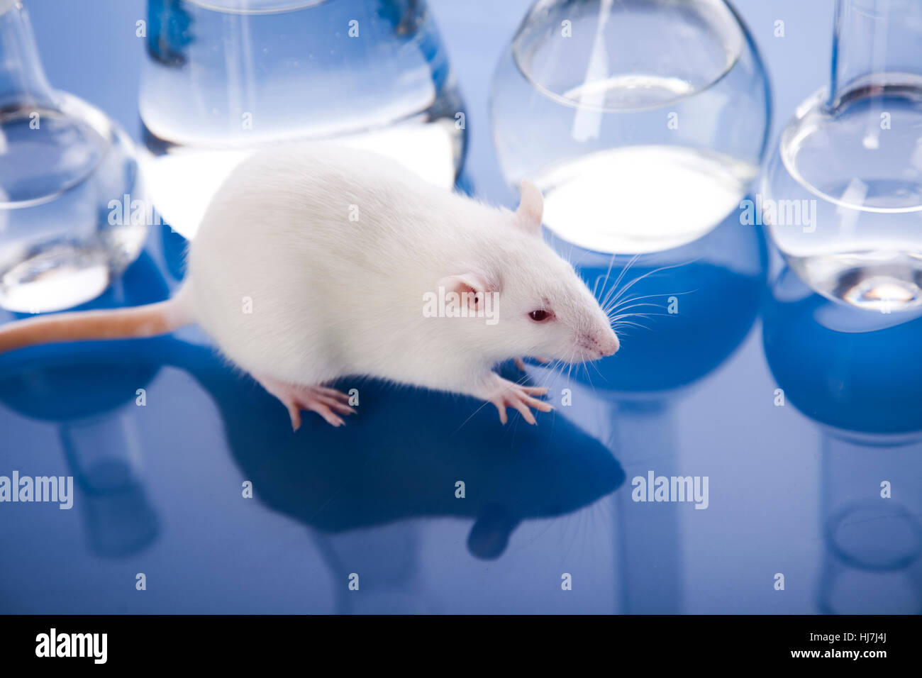 science, animal, laboratory, chemistry, biology, rat, biotechnology ...