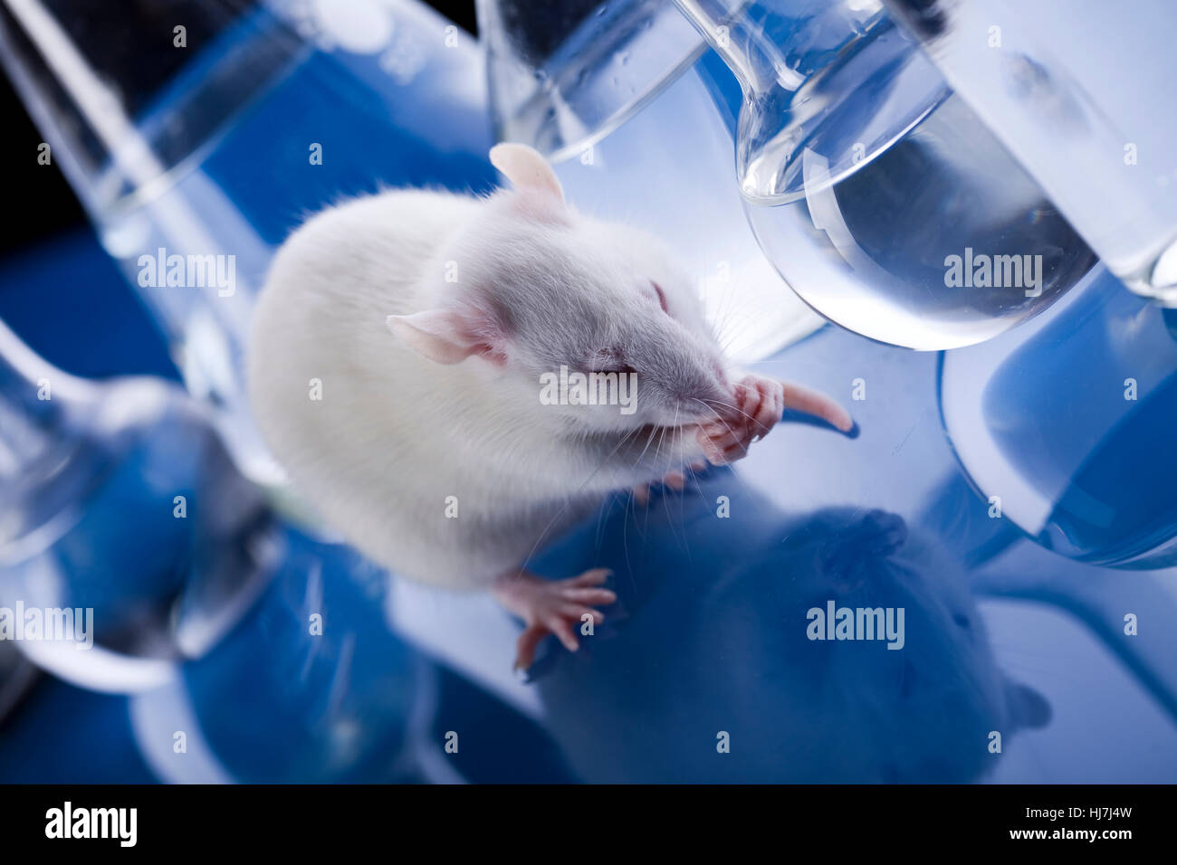 science, animal, laboratory, chemistry, biology, rat, biotechnology ...