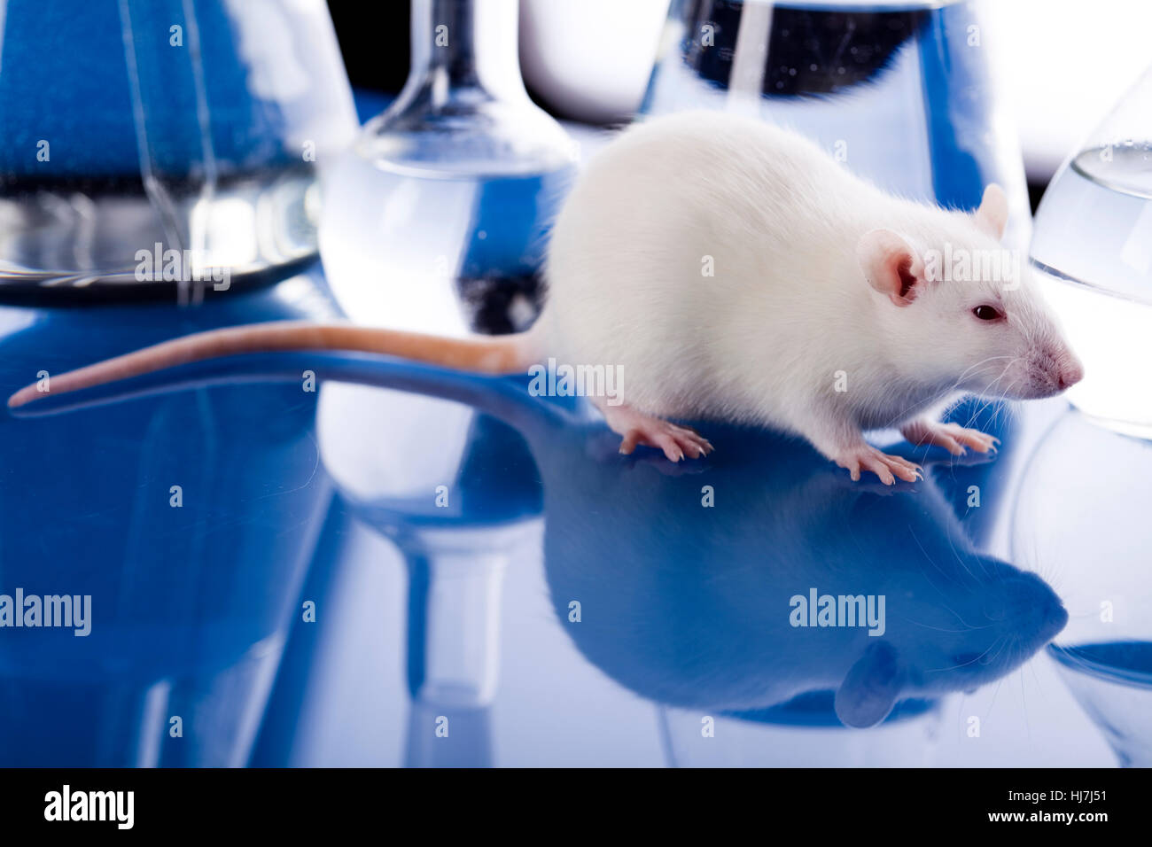 science, animal, laboratory, chemistry, biology, rat, biotechnology ...