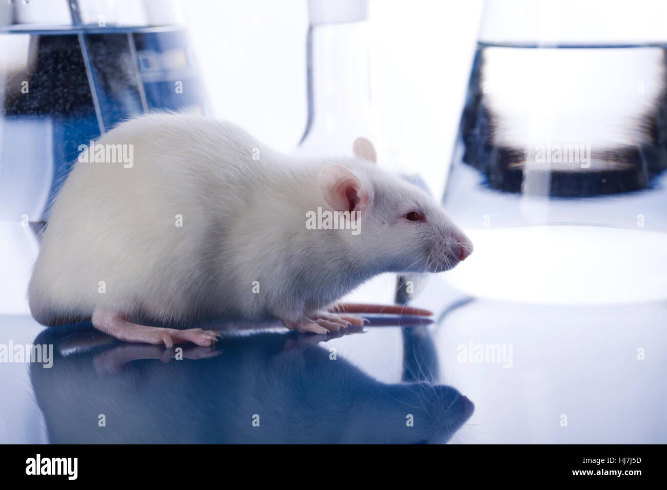 science, animal, laboratory, chemistry, biology, rat, biotechnology ...